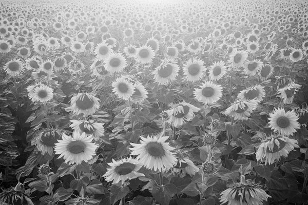 Sunflower Haven Wall Mural - Peel and Stick Wall Murals