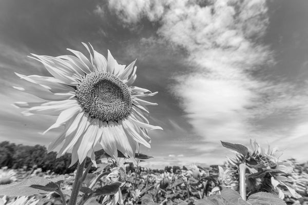 Sunflower Under Sky Wall Mural - Peel and Stick Wall Murals