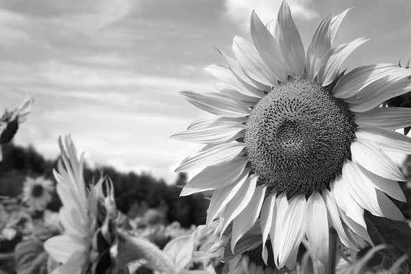 Sunflower against a Blue Sky Wall Mural - Peel and Stick Wall Murals