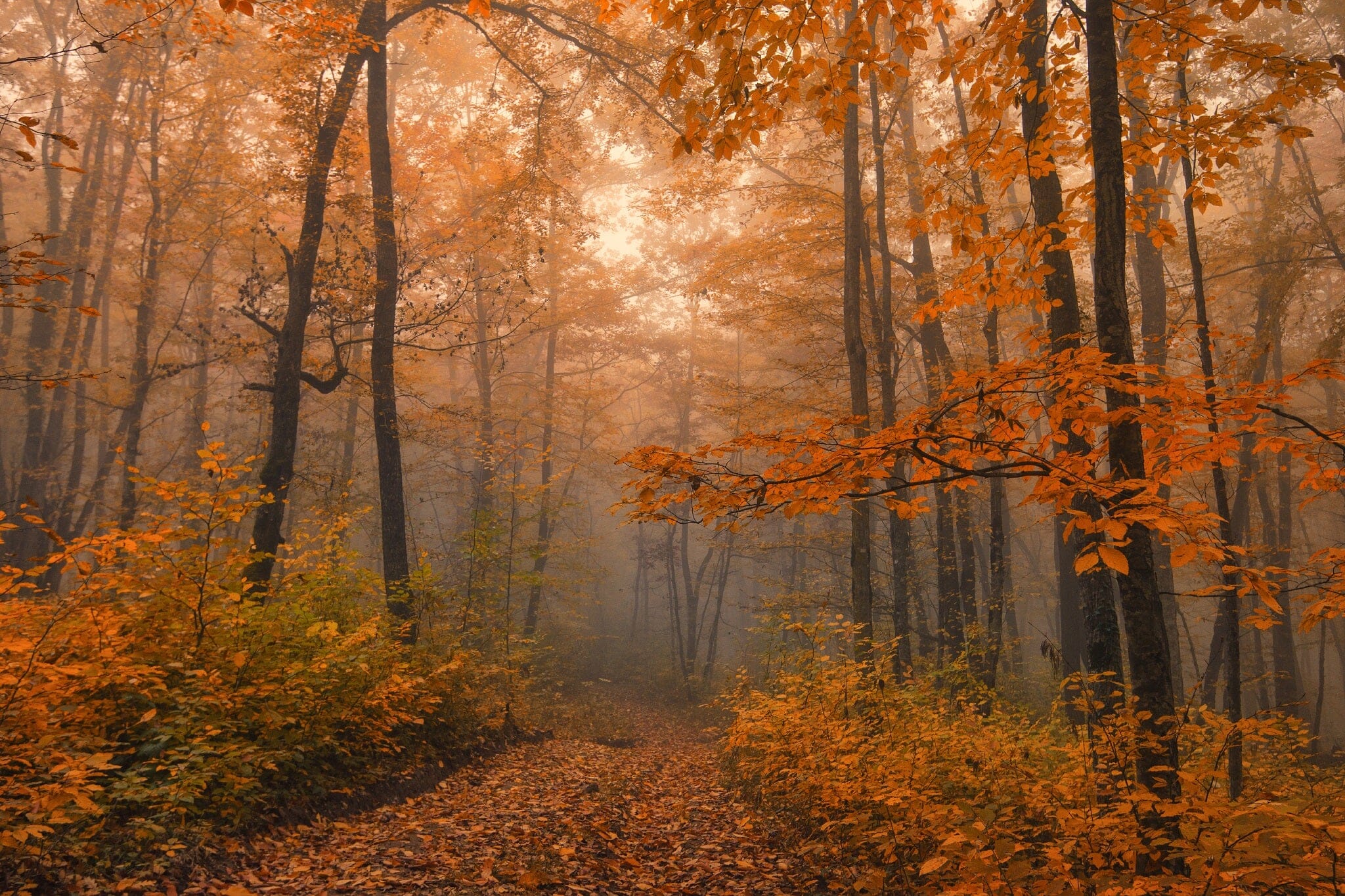Awesome Autumn Forest Path Wall Mural - PASWM