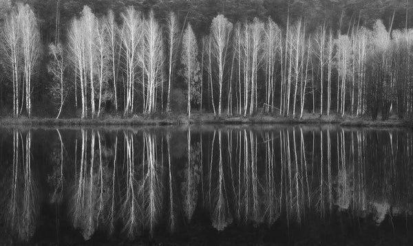 Birch trees in Colorful Autumn Reflection Wall Mural - Peel and Stick ...