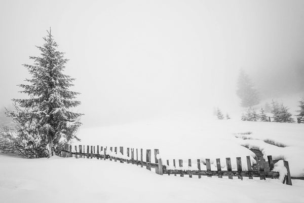 Tall Slender Snowy Fir Trees Wall Mural - Peel and Stick Wall Murals