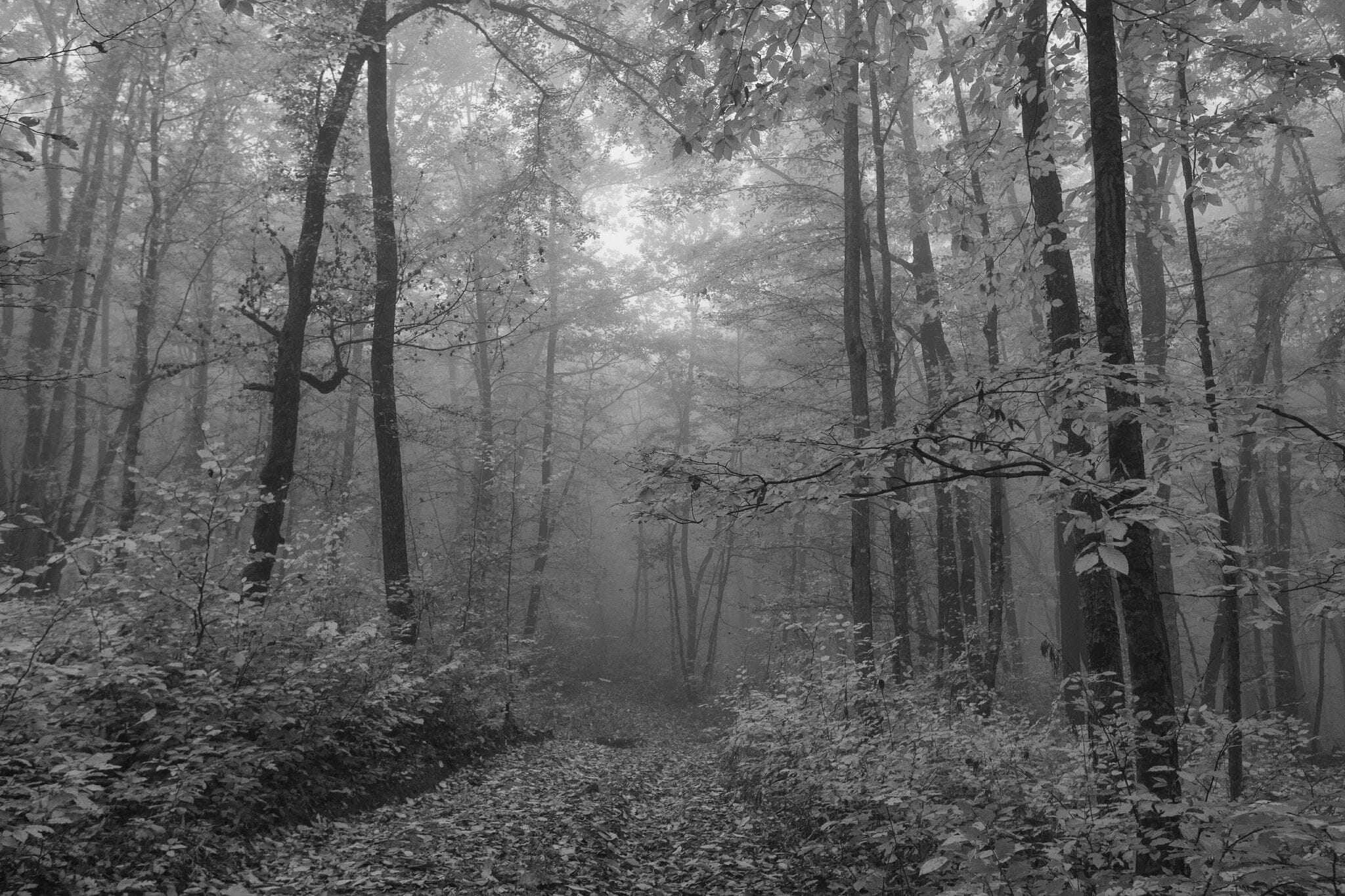 Awesome Autumn Forest Path Wall Mural - Peel and Stick Wall Murals