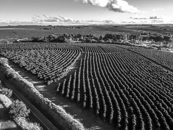 Coffee Rows Wall Mural - Peel and Stick Wall Murals