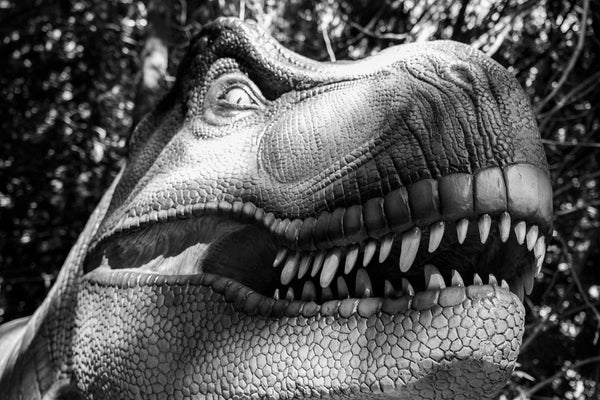 Fierce Dino Snarl Wall Mural - PASWM