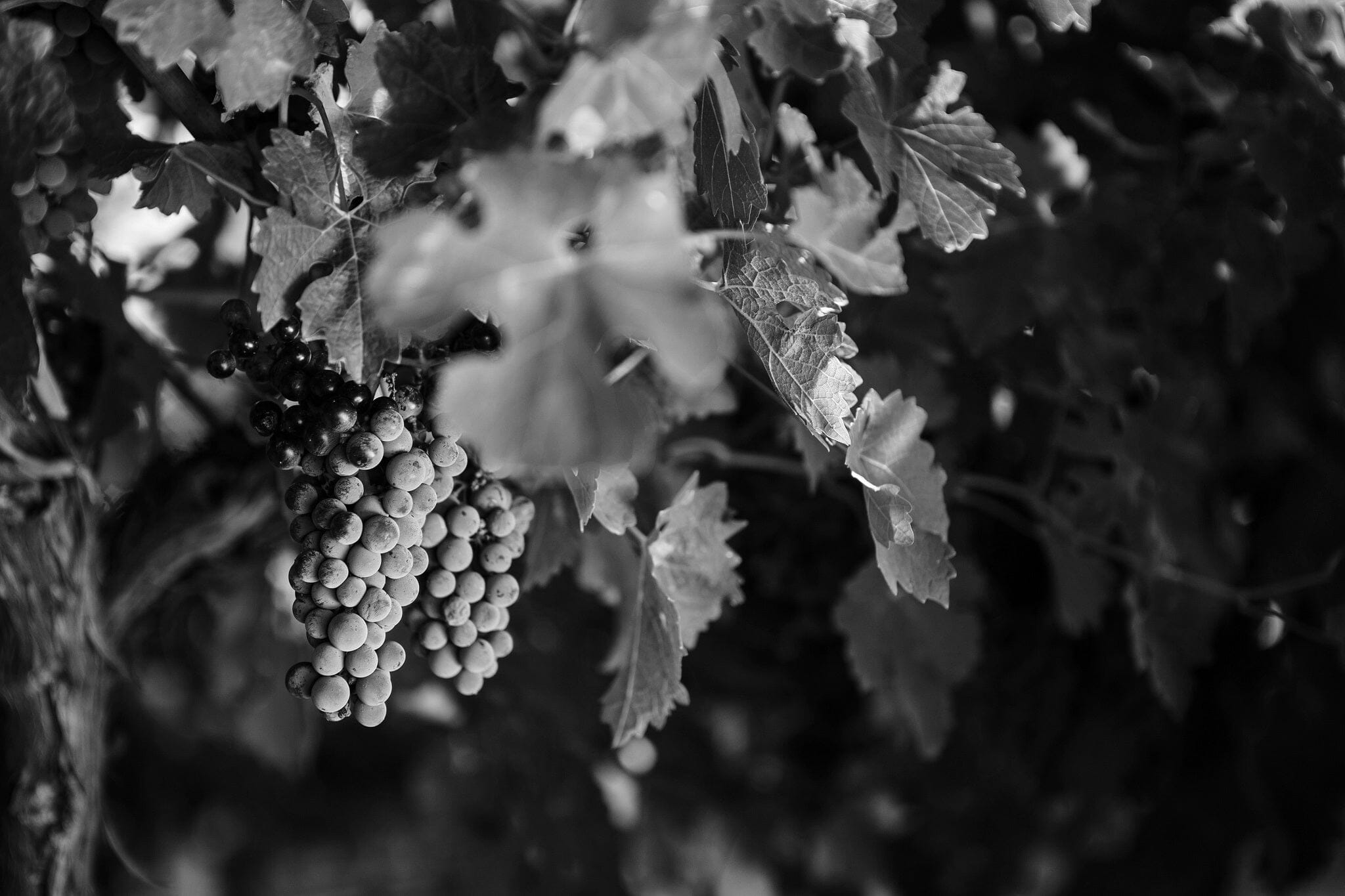 Grapes on a Vine Wall Mural - Peel and Stick Wall Murals