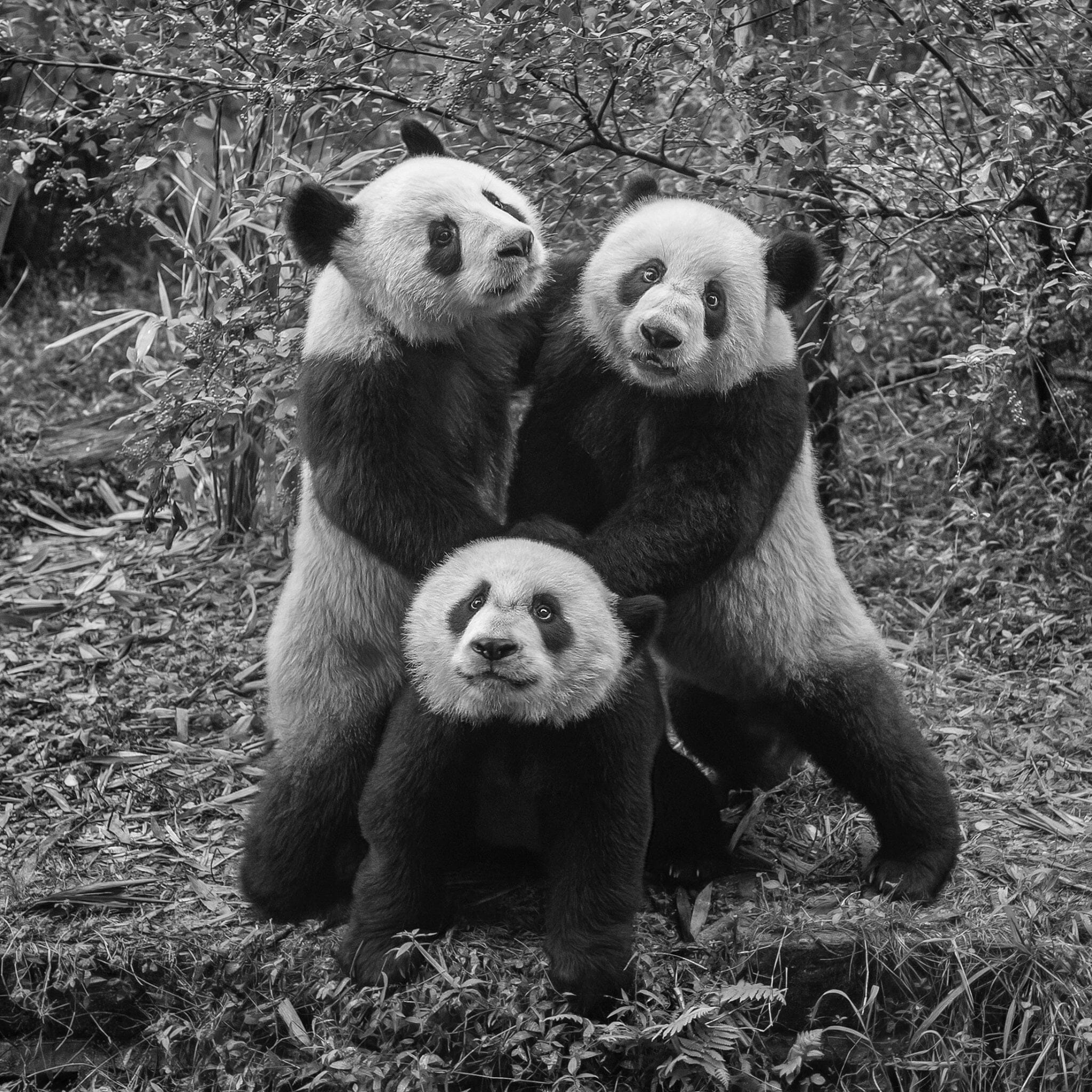 Panda Bears Wall Mural - Peel and Stick Wall Murals
