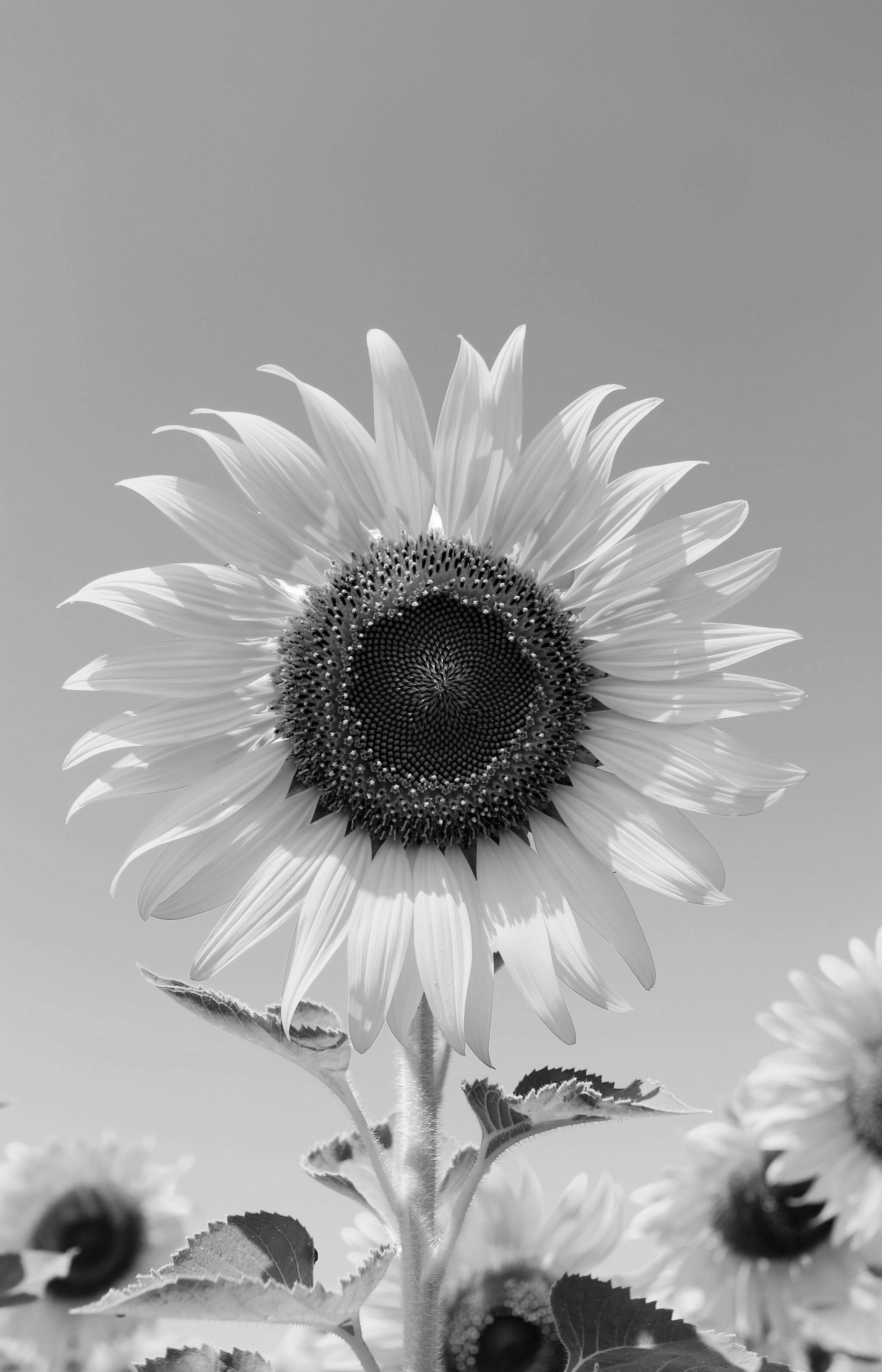 Sunflower Wall Mural - PASWM