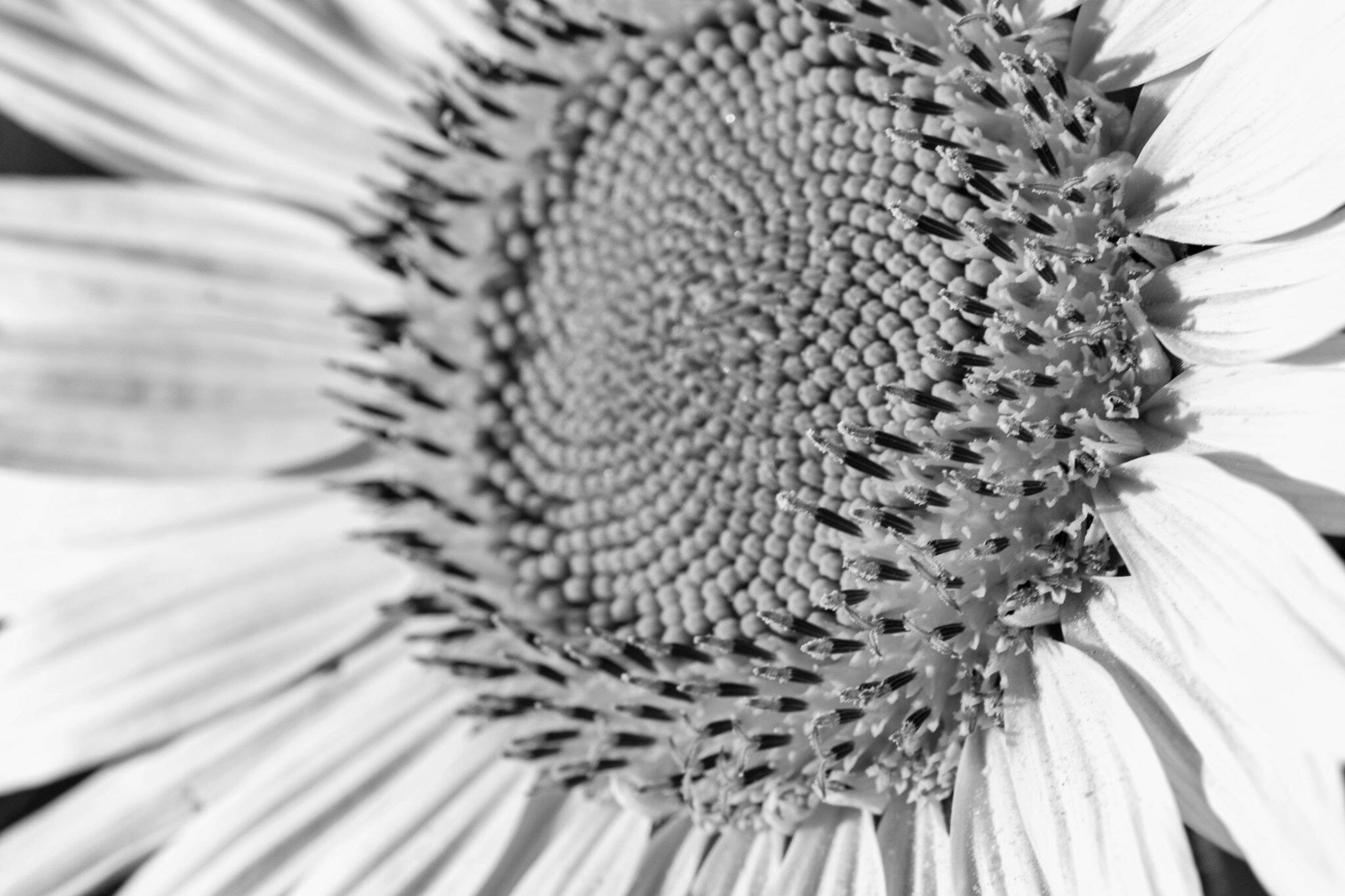 Sunflower Core Wall Mural - PASWM