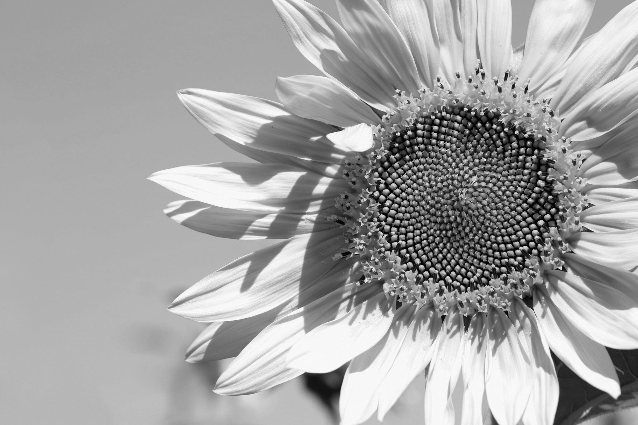 Sunlit Summer Glow Wall Mural - PASWM