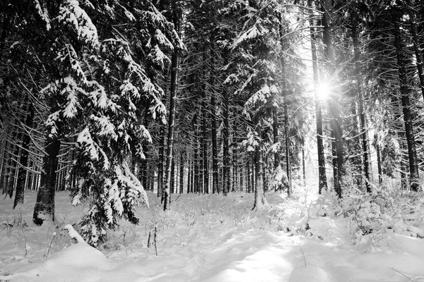 Yellow Sunset in Winter Forest Wall Mural - PASWM