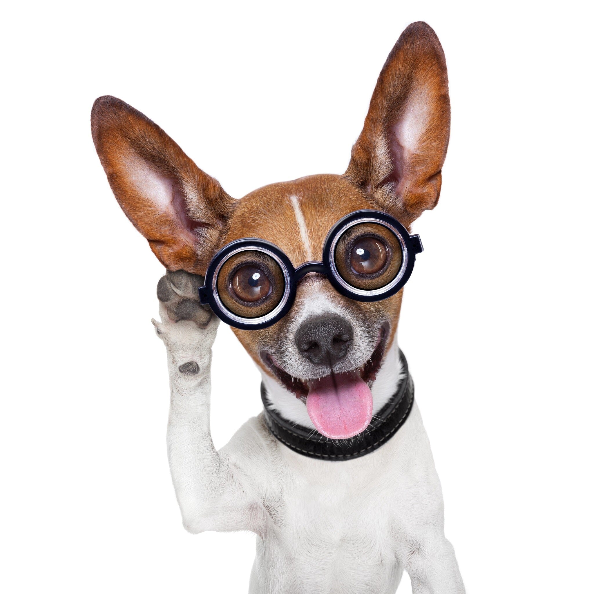 Clever Dog Wall Mural - PASWM