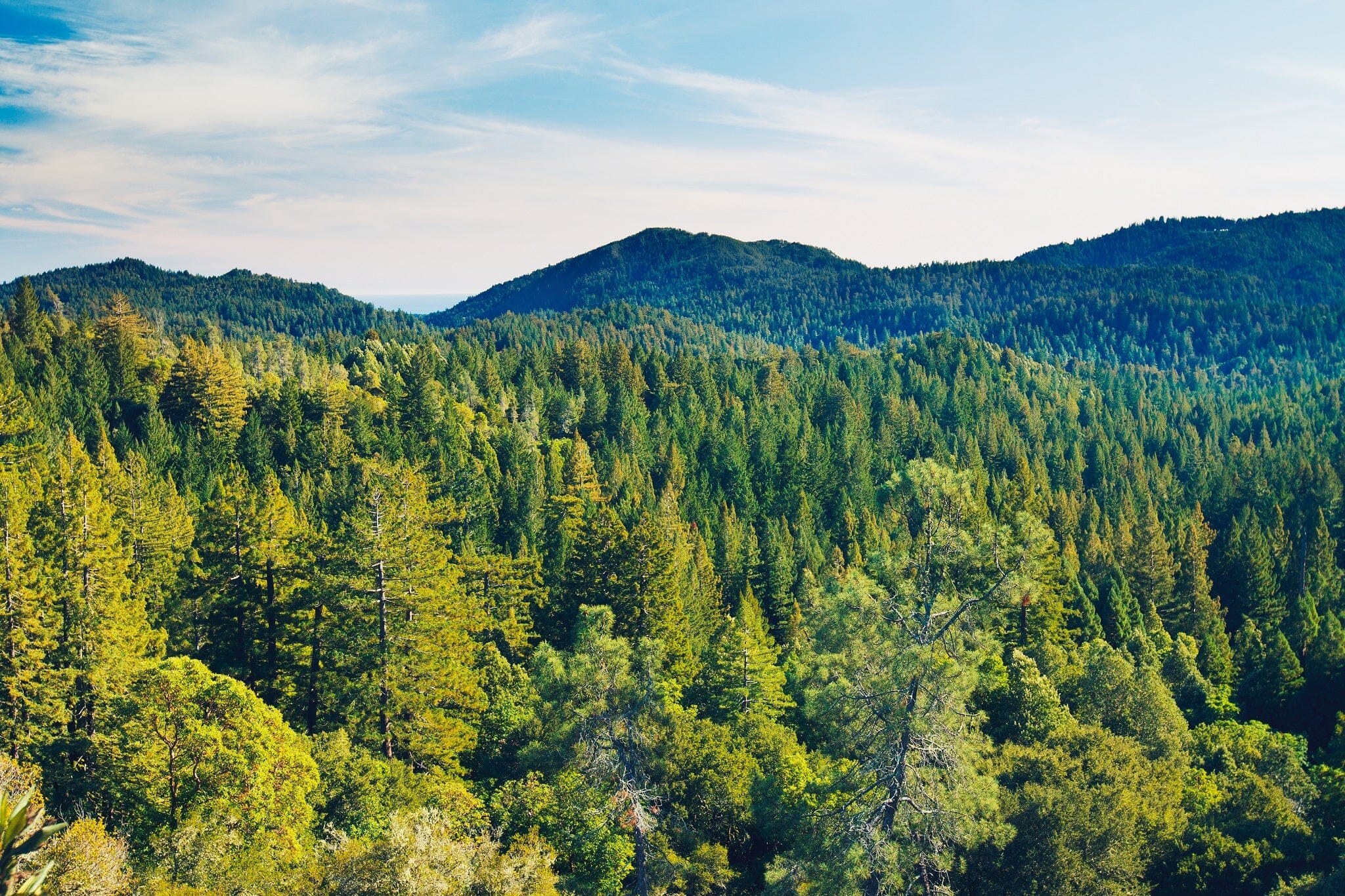 Aerial View Forest – Peel and Stick Wall Murals