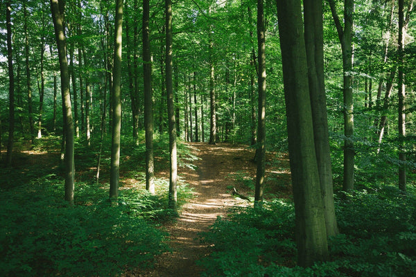 Path Through Michigan Forest Wall Mural - PASWM
