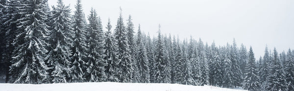 Pine Trees Forest Covered with Snow Wall Mural - PASWM