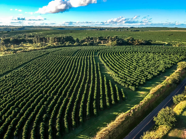 Coffee Rows Wall Mural - PASWM