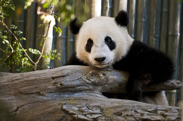 Cute Panda Wall Mural - PASWM