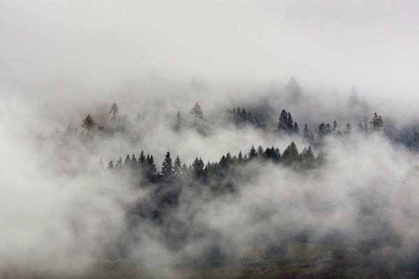 Foggy Forest Through the Fog Wall Mural - PASWM
