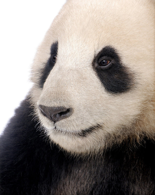 Giant Panda Wall Mural - PASWM