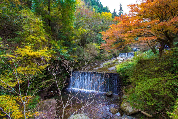 Kyoto During Fall Wall Mural - PASWM