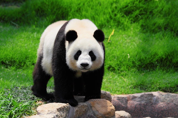 Panda Bear Wall Mural - PASWM