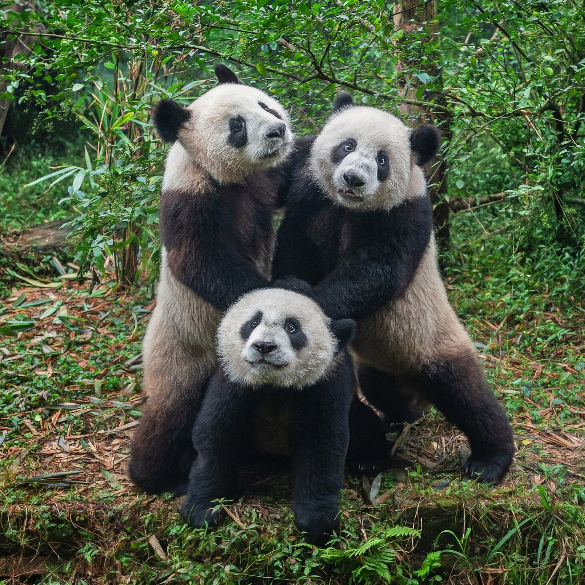 Panda Bears Wall Mural - Peel and Stick Wall Murals