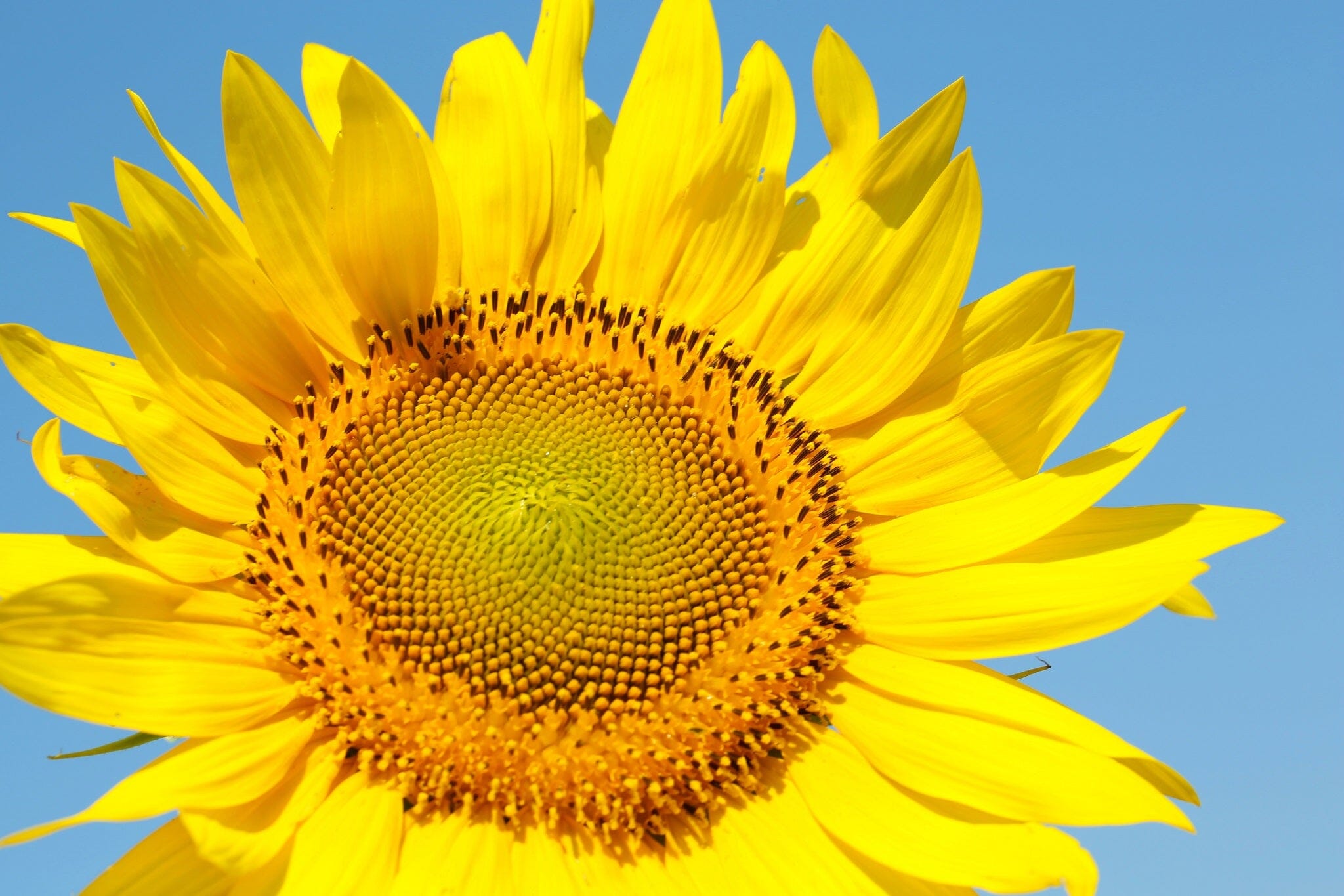 Radiant Sunflower Wall Mural - PASWM