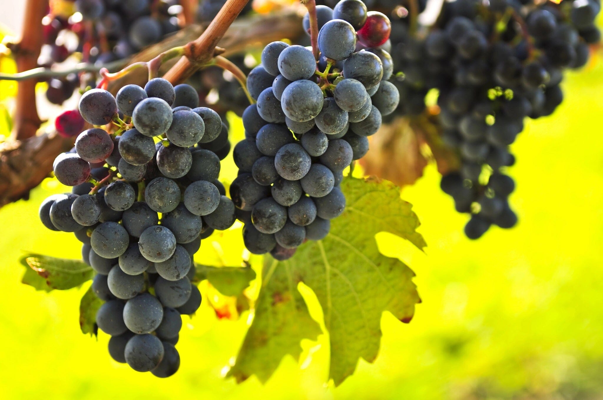 Red Grapes Wall Mural - PASWM