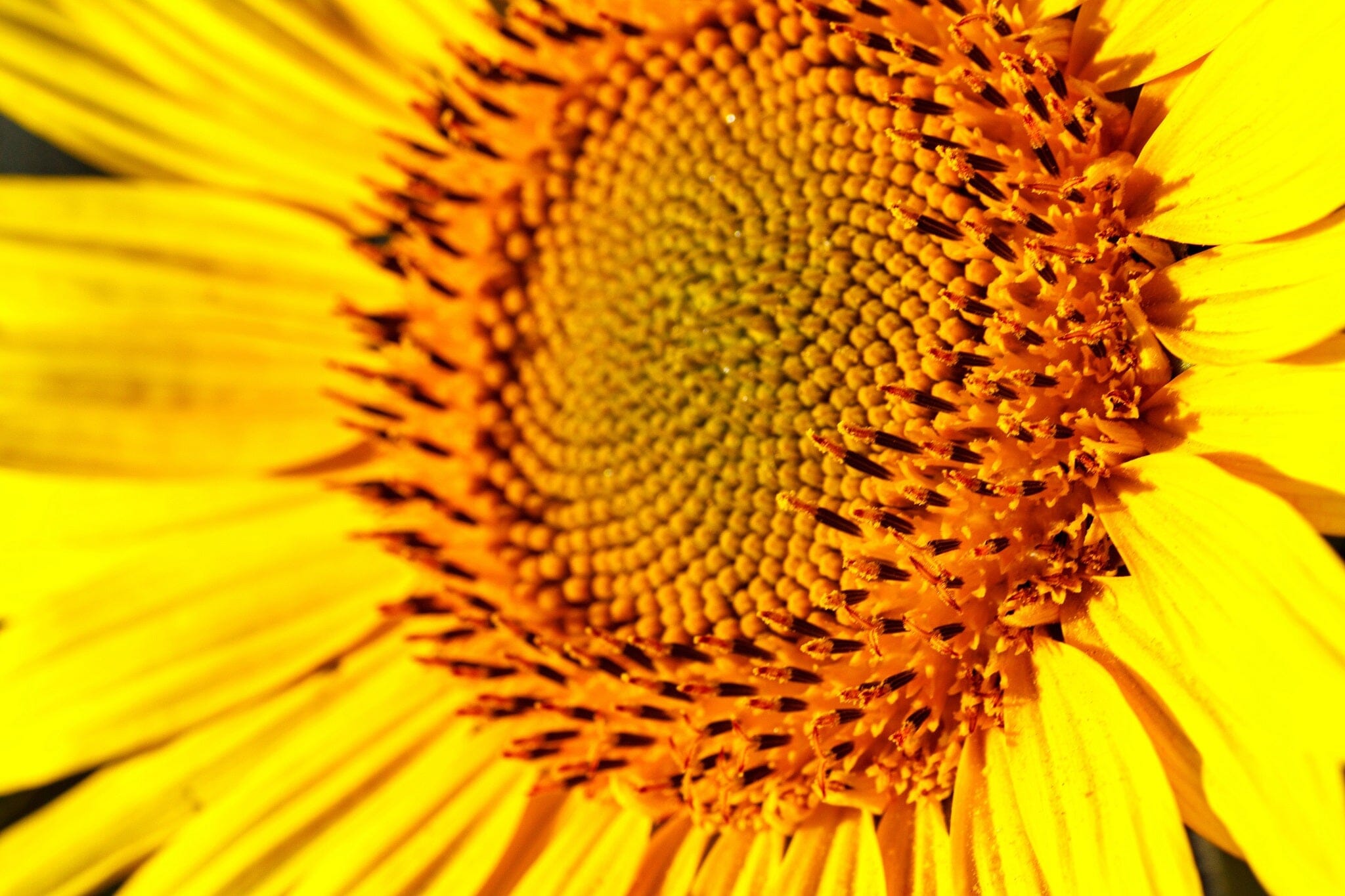 Sunflower Core Wall Mural - Peel and Stick Wall Murals